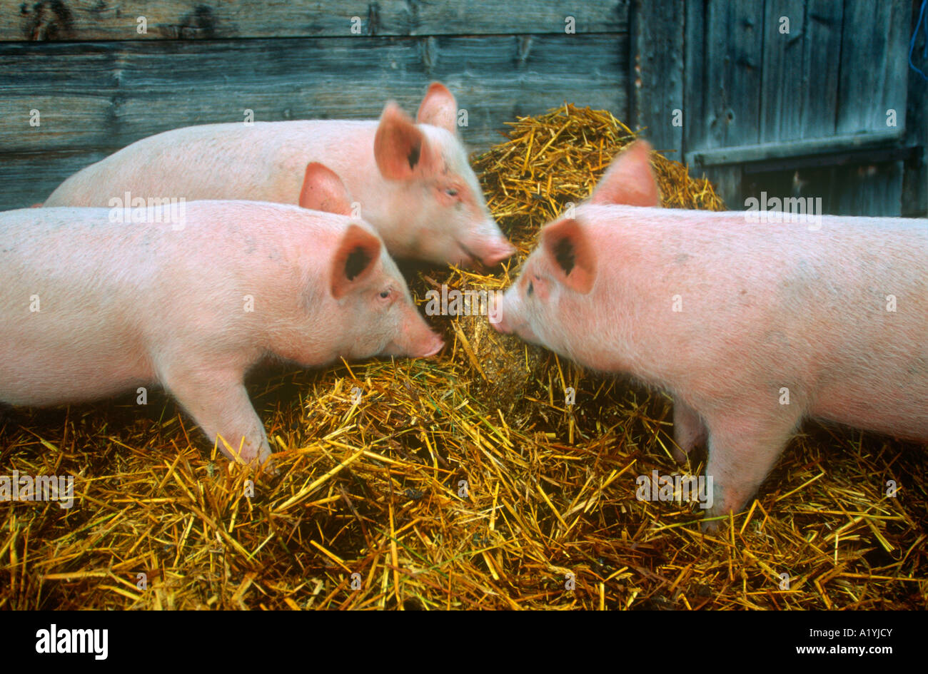 Domestic Pig Hausschwein Stock Photo - Alamy