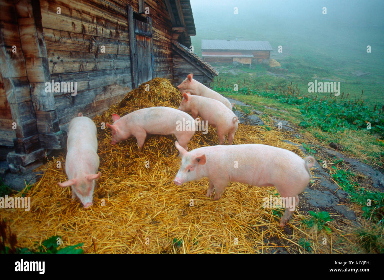 Domestic Pig Hausschwein Stock Photo - Alamy