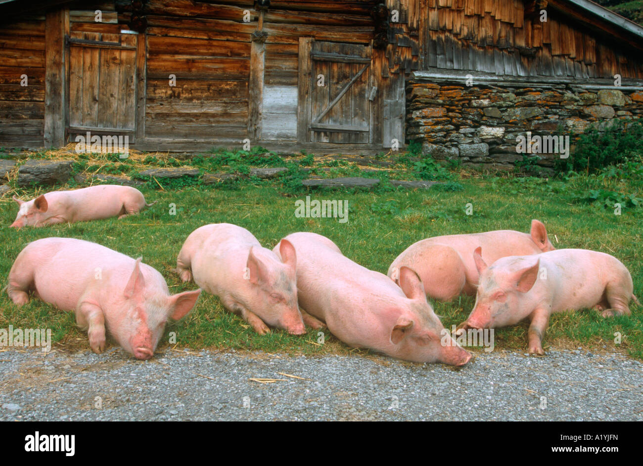 Domestic Pig Hausschwein Stock Photo - Alamy