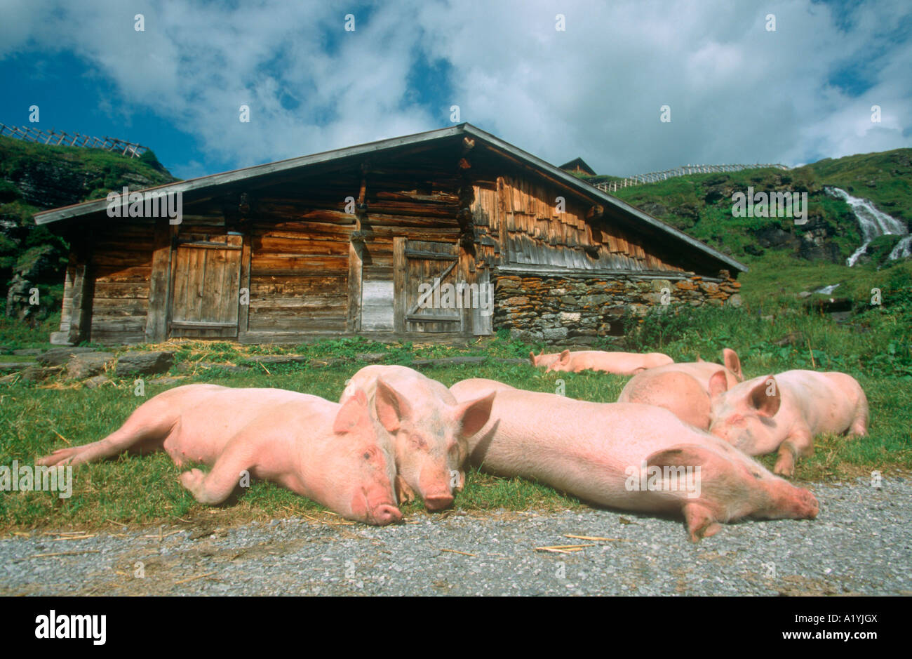 Domestic Pig Hausschwein Stock Photo - Alamy