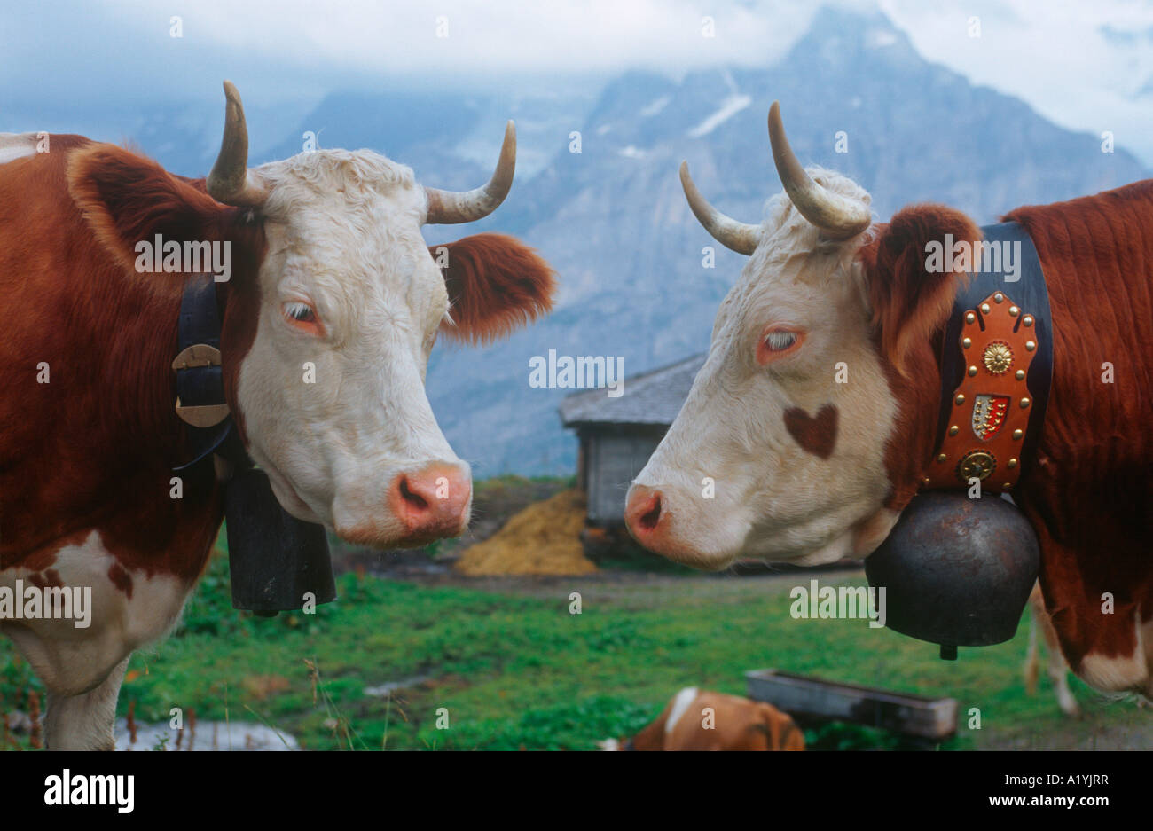 Alpenkuh European Alpine Cow Stock Photo - Alamy