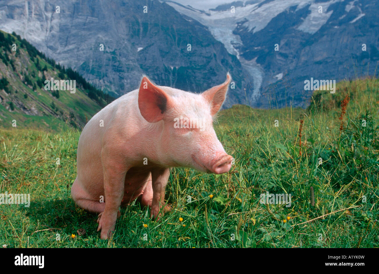 Domestic Pig Hausschwein Stock Photo - Alamy