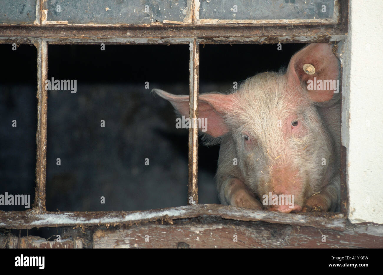 Domestic Pig Hausschwein Stock Photo - Alamy