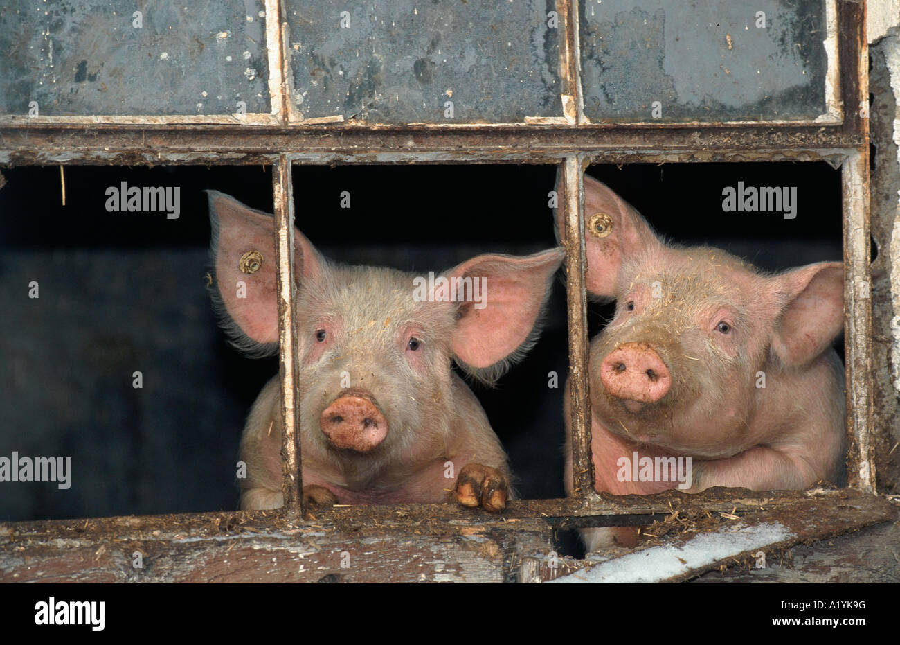 Domestic Pig Hausschwein Stock Photo - Alamy