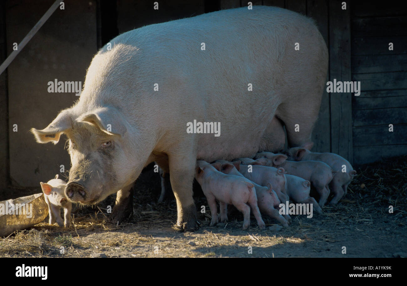 Domestic Pig Hausschwein Stock Photo - Alamy