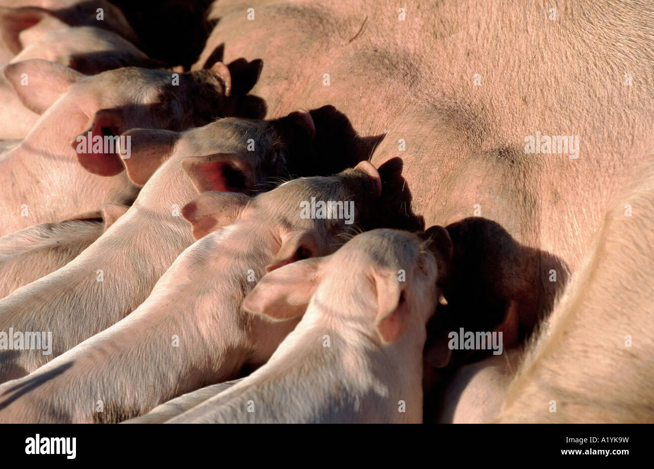 Domestic Pig Hausschwein Stock Photo - Alamy