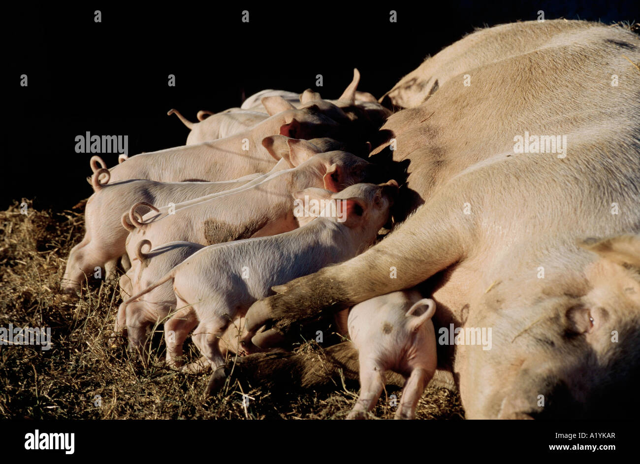 Domestic Pig Hausschwein Stock Photo - Alamy