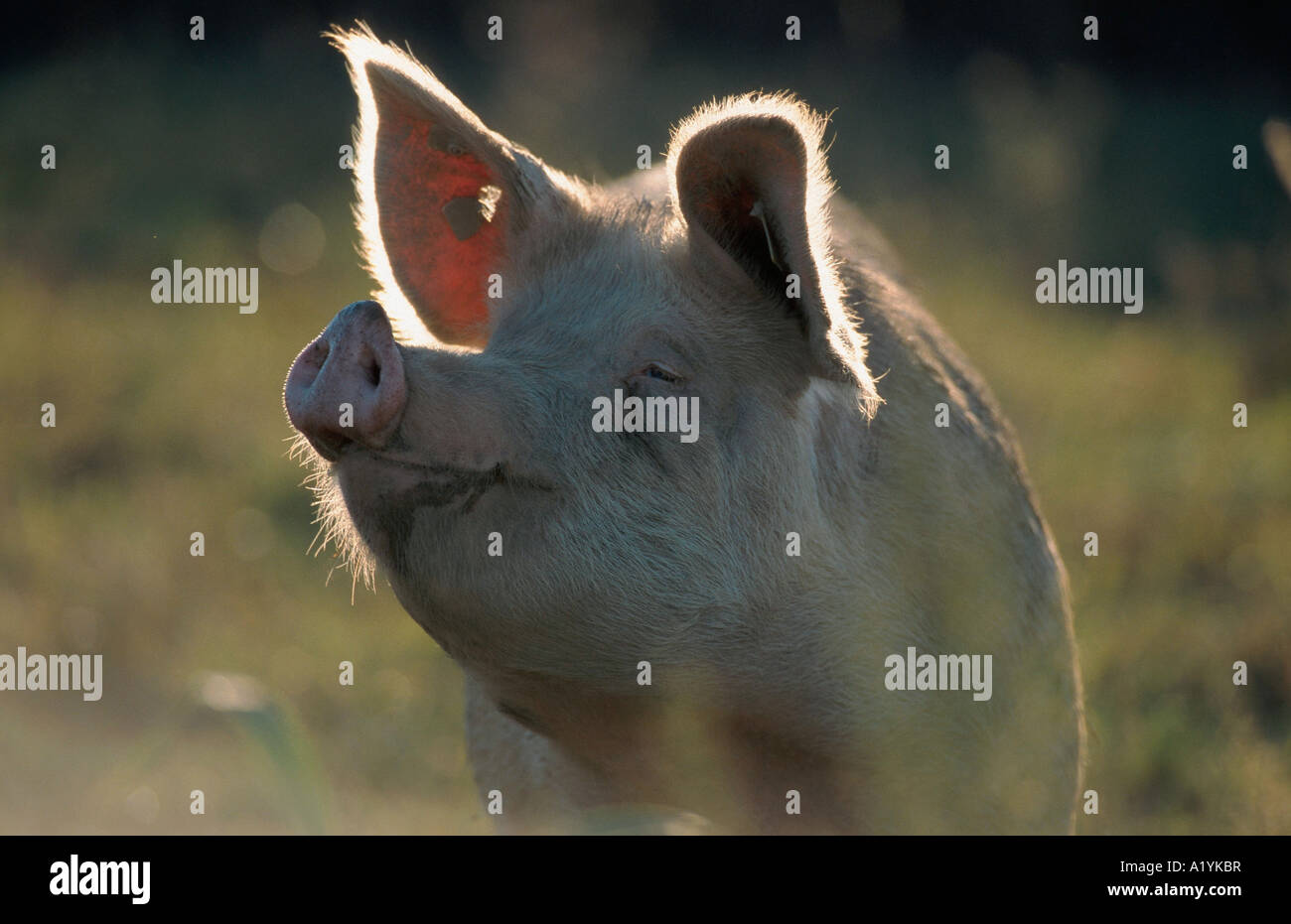 Domestic Pig Hausschwein Stock Photo - Alamy