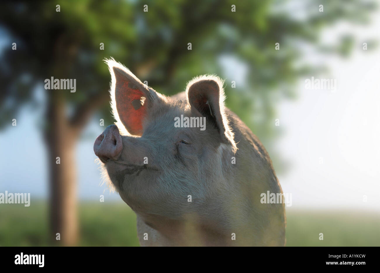 Domestic Pig Hausschwein Stock Photo - Alamy