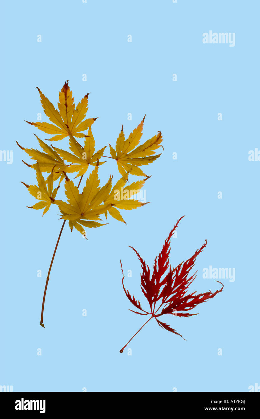 Botanial hi-res stock photography and images - Alamy