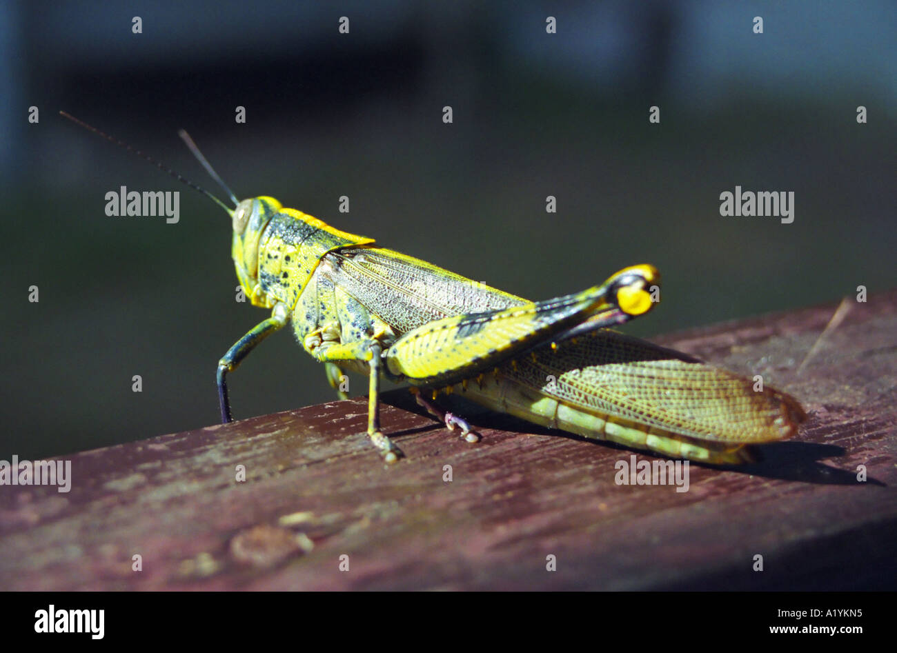 Bug missing a leg Stock Photo - Alamy