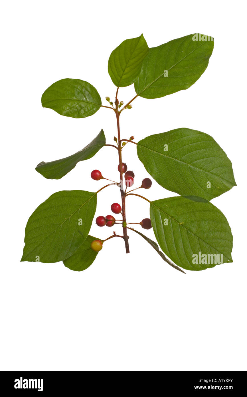 Alder Buckthorn Frangula alnus. leaves flowers young berries Surrey ...