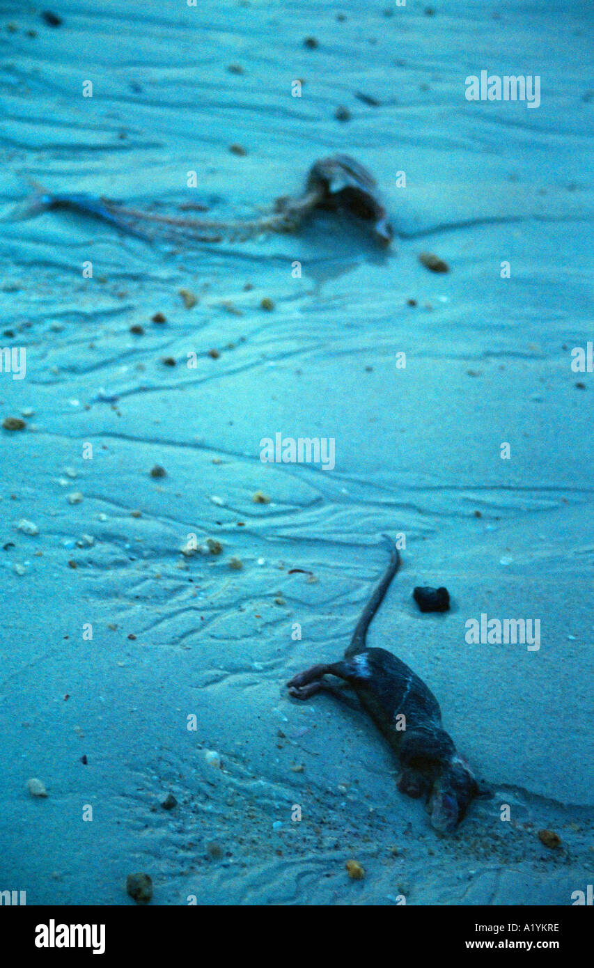 Rat bones hi-res stock photography and images - Alamy