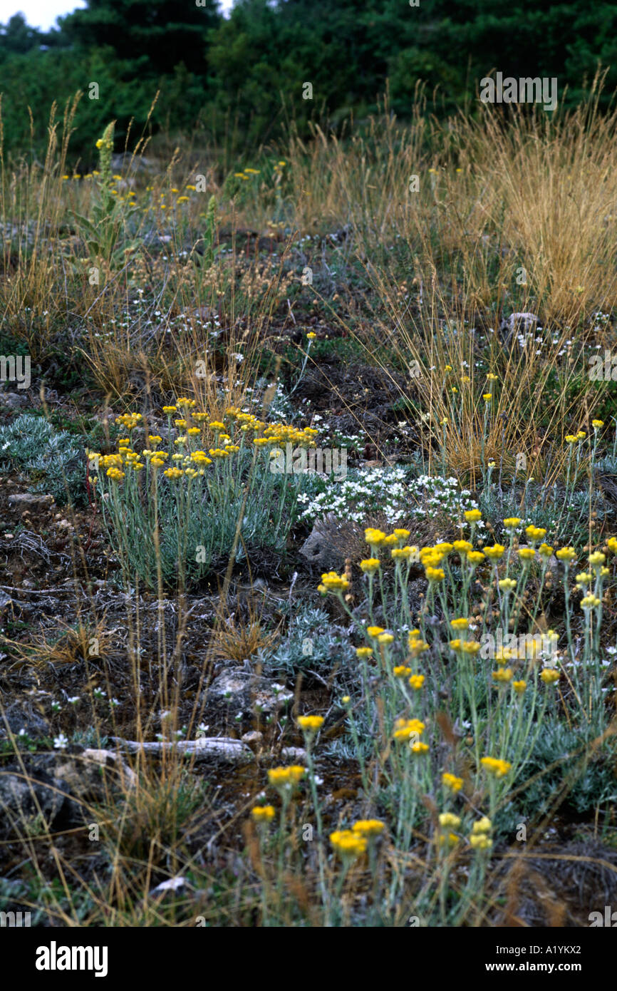 Blue saxifrage hi-res stock photography and images - Alamy