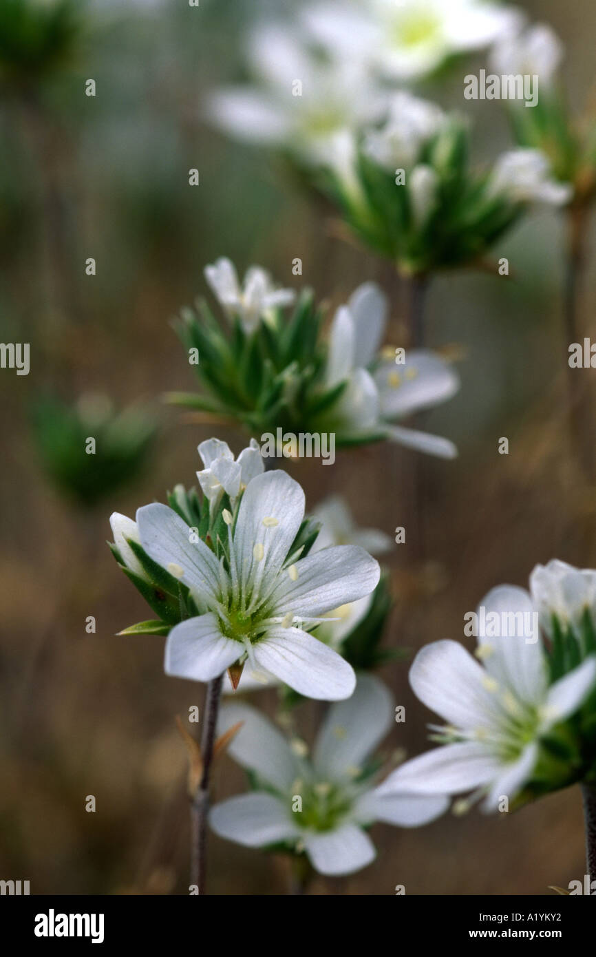 Blue saxifrage hi-res stock photography and images - Alamy