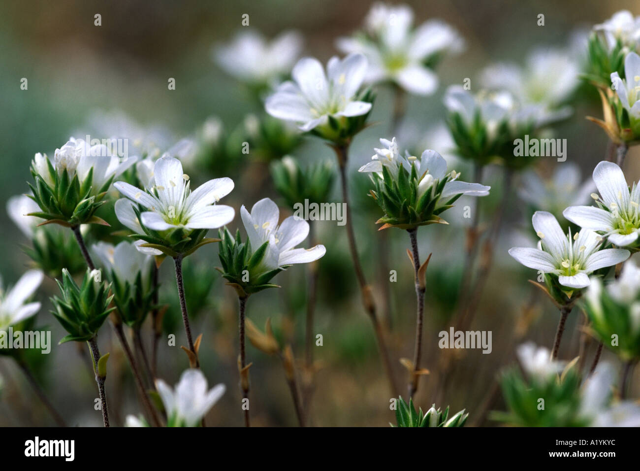 Blue saxifrage hi-res stock photography and images - Alamy