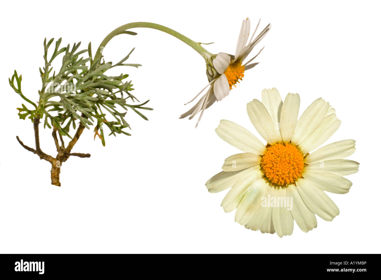 Anacyclus cut outs hi-res stock photography and images - Alamy