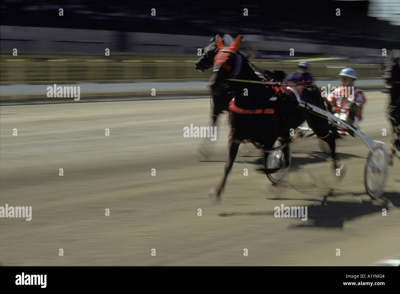 harness racer racing trot trotter trotting county fair sport ...