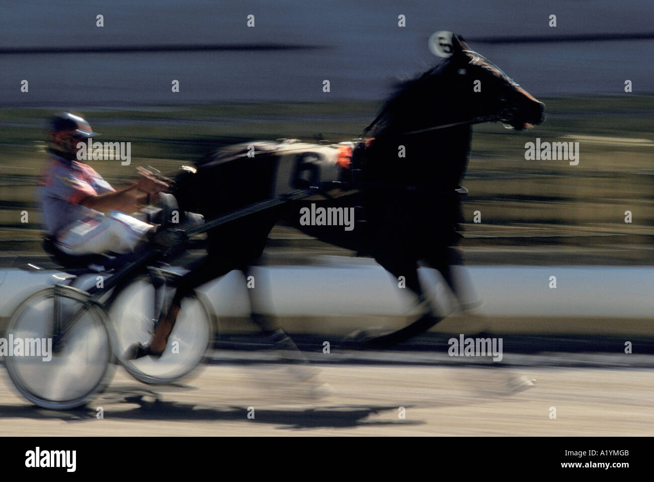 harness racer racing trot trotter trotting county fair sport ...