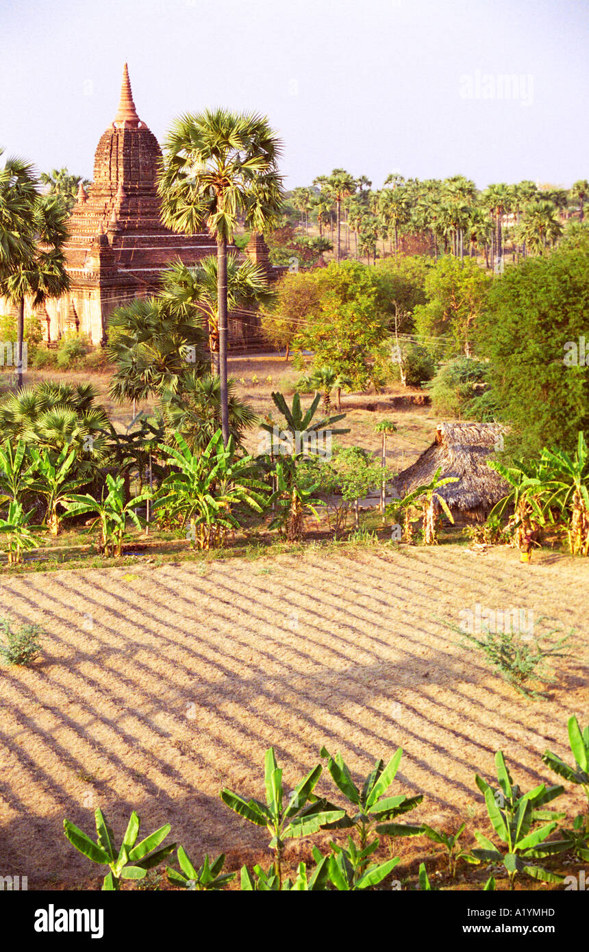 Traditional farmers myanmar bagan hi-res stock photography and images ...