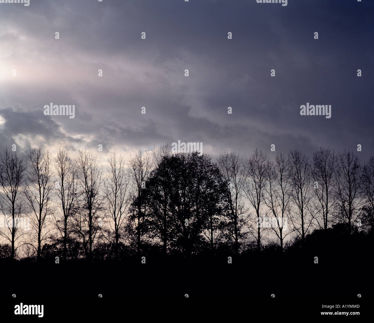 Gloomy weather tree break hi-res stock photography and images - Alamy