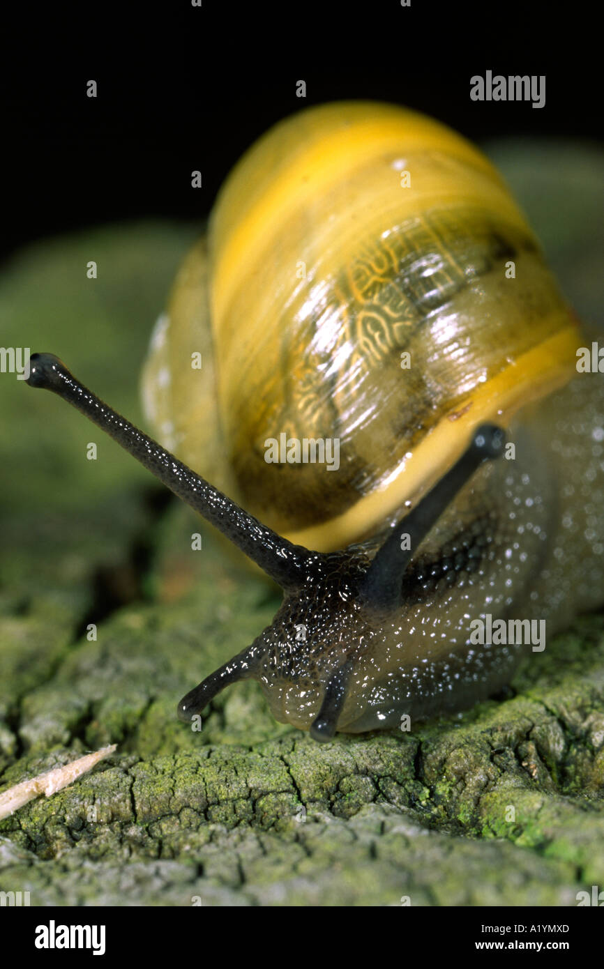Hortensis snail hi-res stock photography and images - Alamy