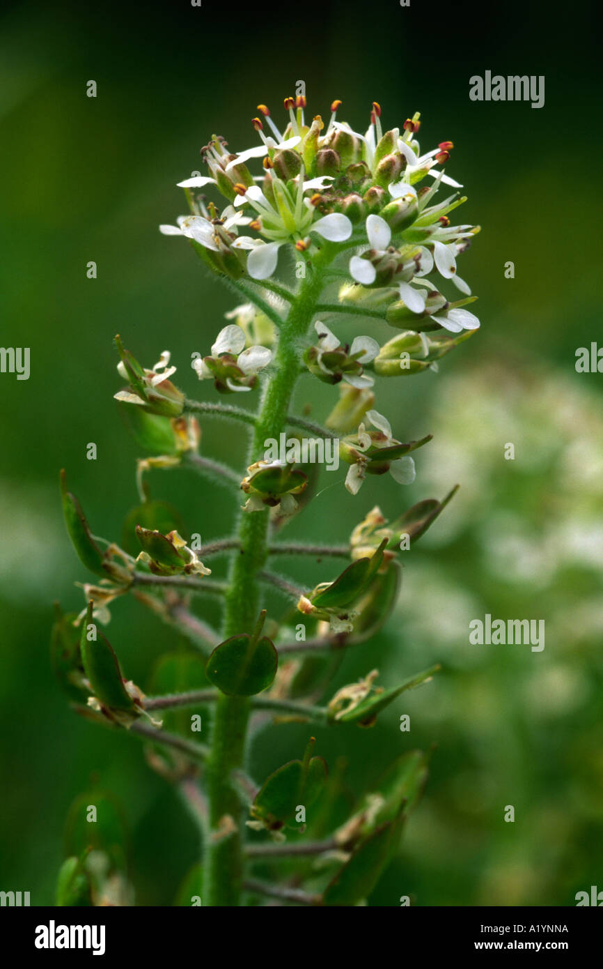 Flowers of Smith's Pepperwort (Lepidium heterophyllum). Powys, Wales ...