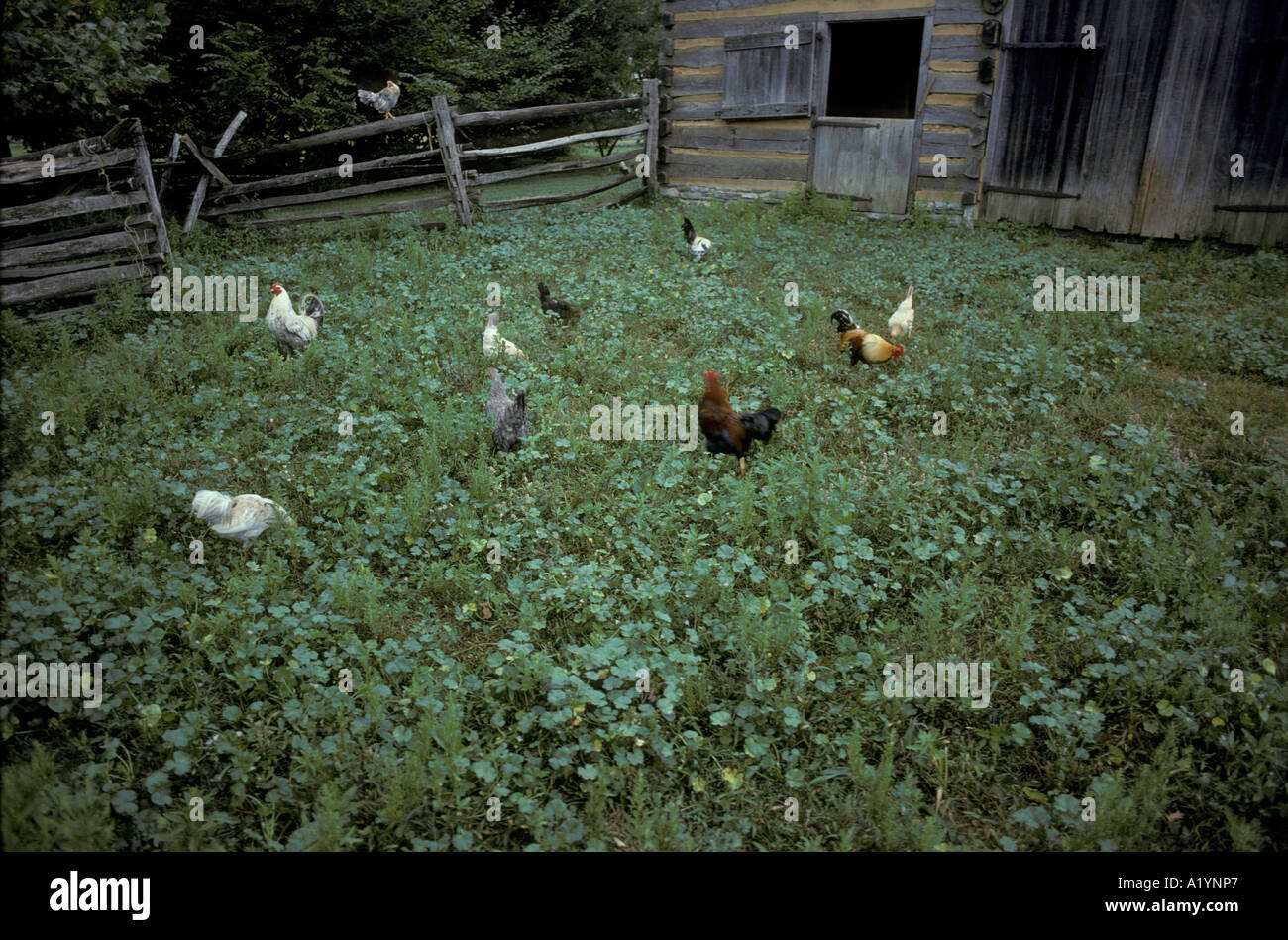 Pennsylvania chickens hi-res stock photography and images - Alamy