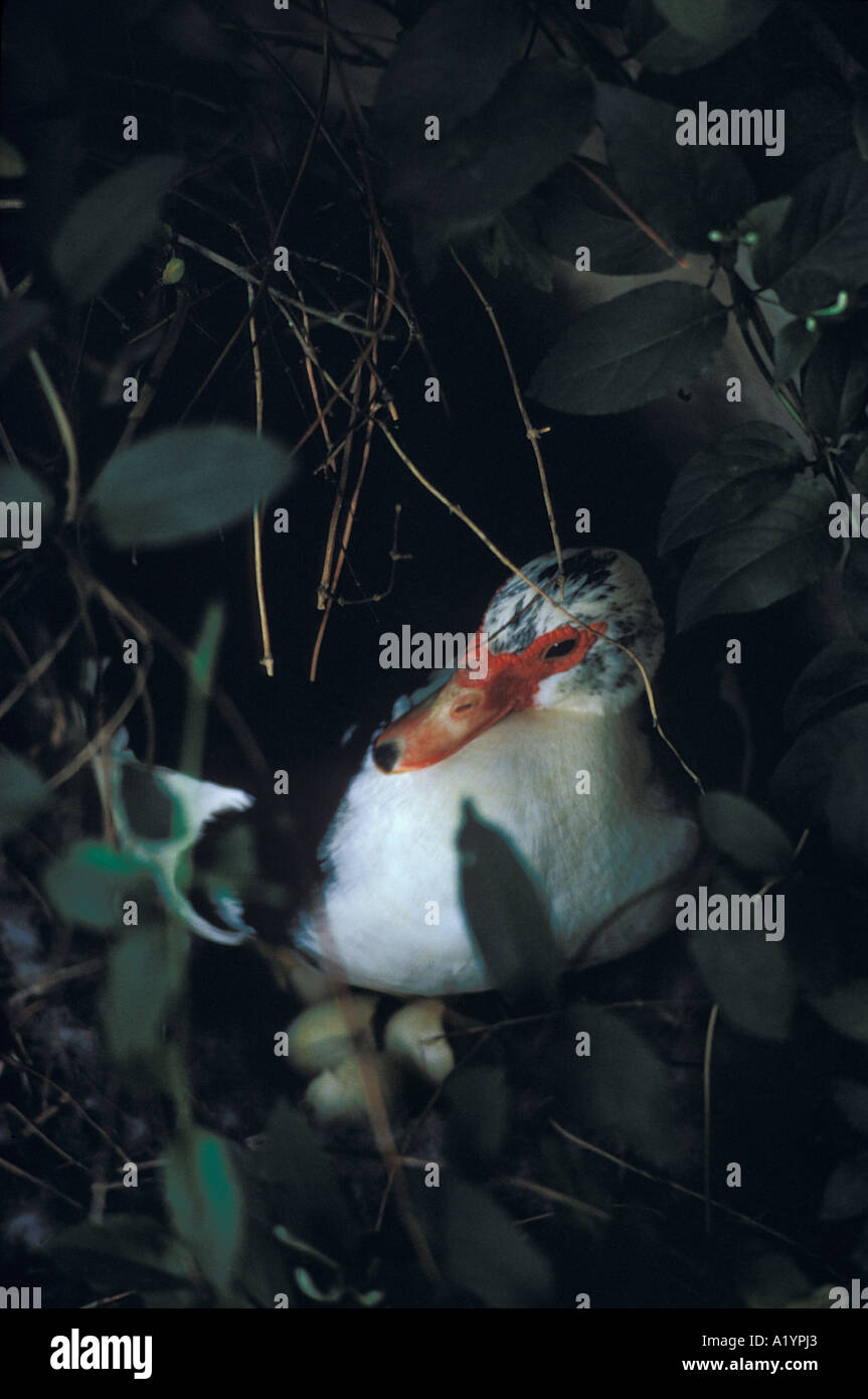 Guards eggs hi-res stock photography and images - Alamy