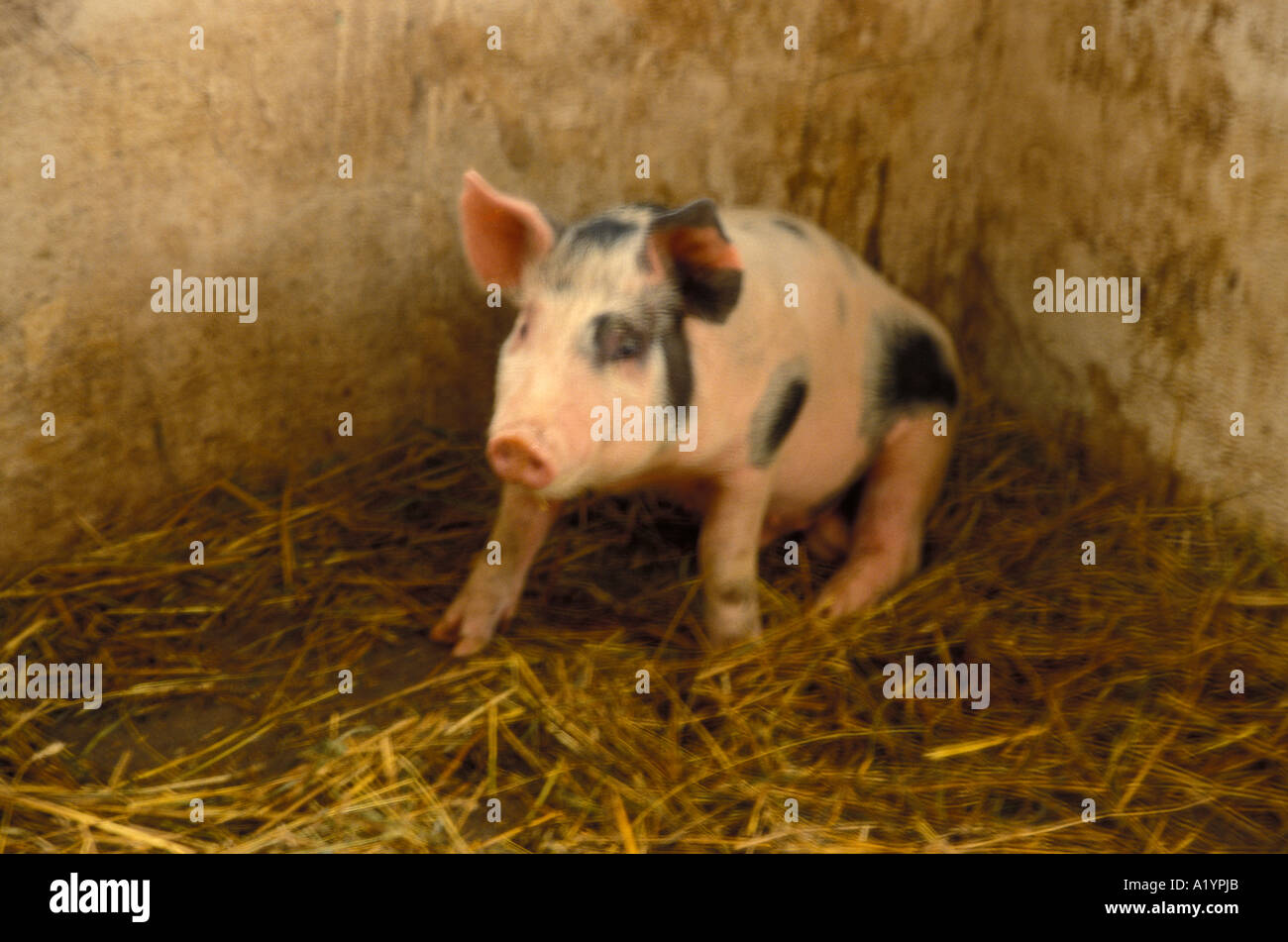 pig sow piglet barn stall Stock Photo - Alamy