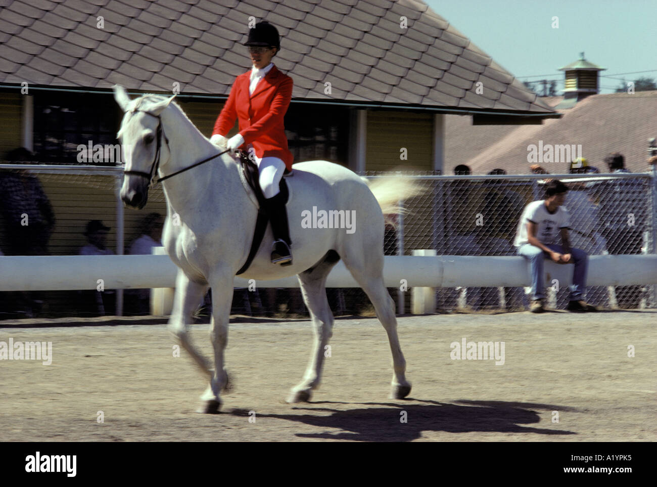 harness racer racing trot trotter trotting county fair sport ...
