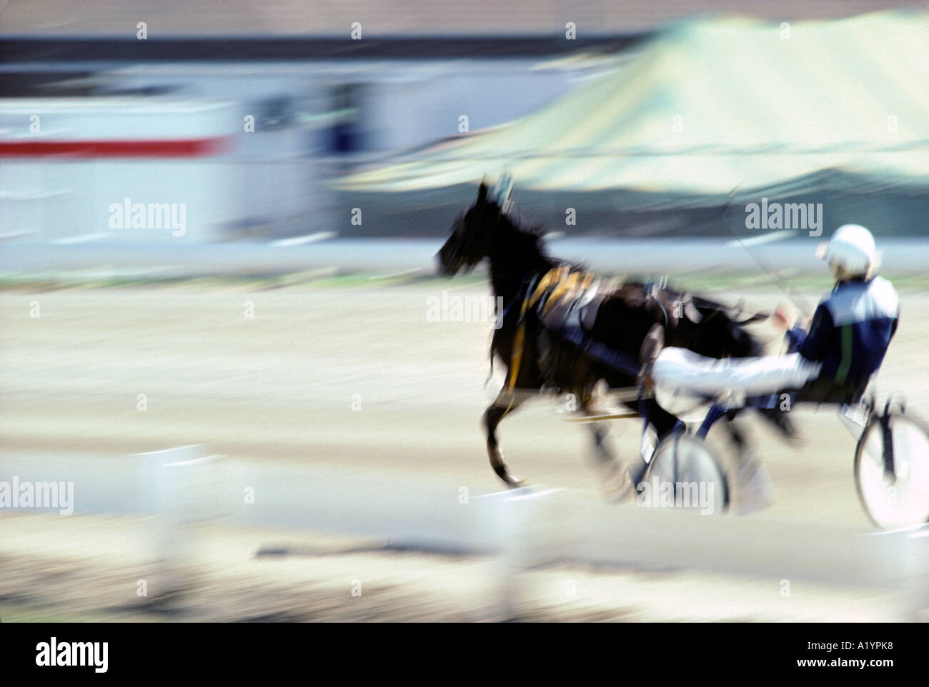 harness racer racing trot trotter trotting county fair sport ...