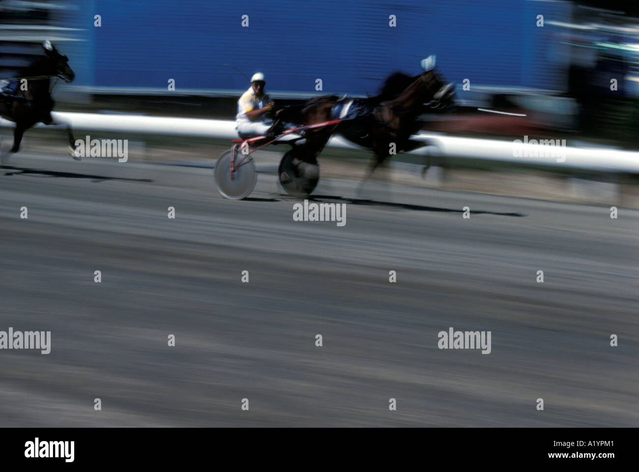 harness racer racing trot trotter trotting county fair sport ...