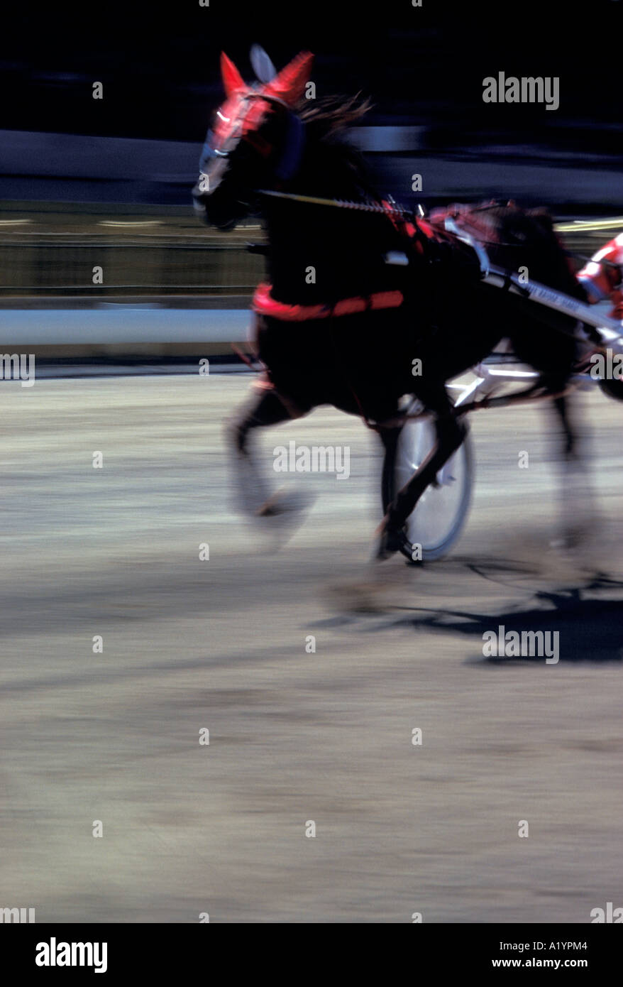 harness racer racing trot trotter trotting county fair sport ...