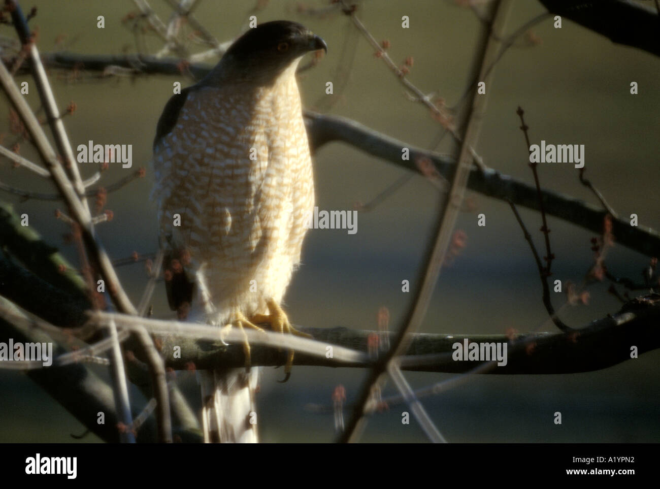 red tail tailed hawk raptor bird Stock Photo - Alamy