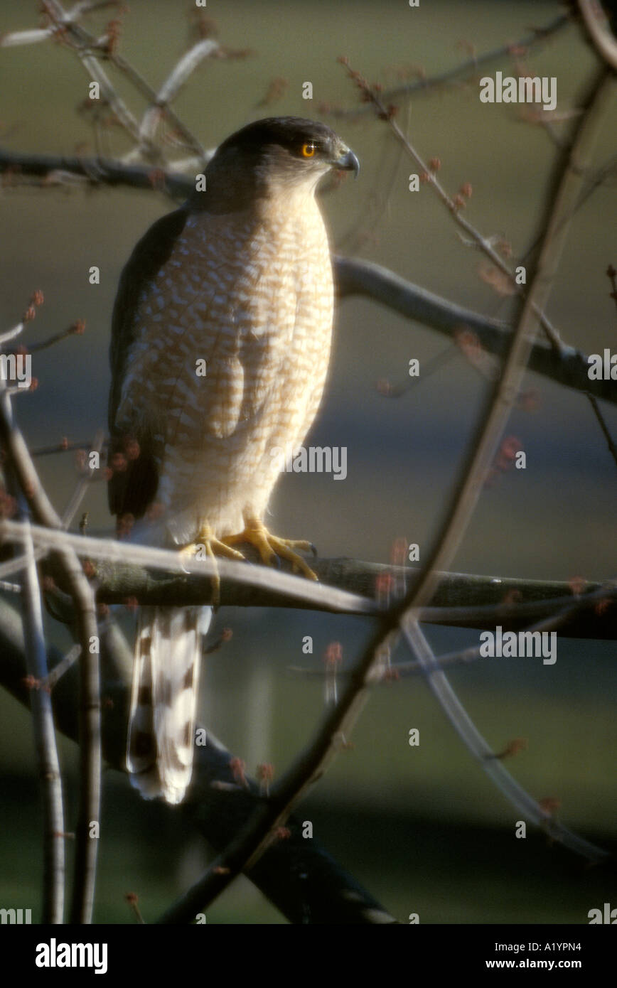 red tail tailed hawk raptor bird Stock Photo - Alamy