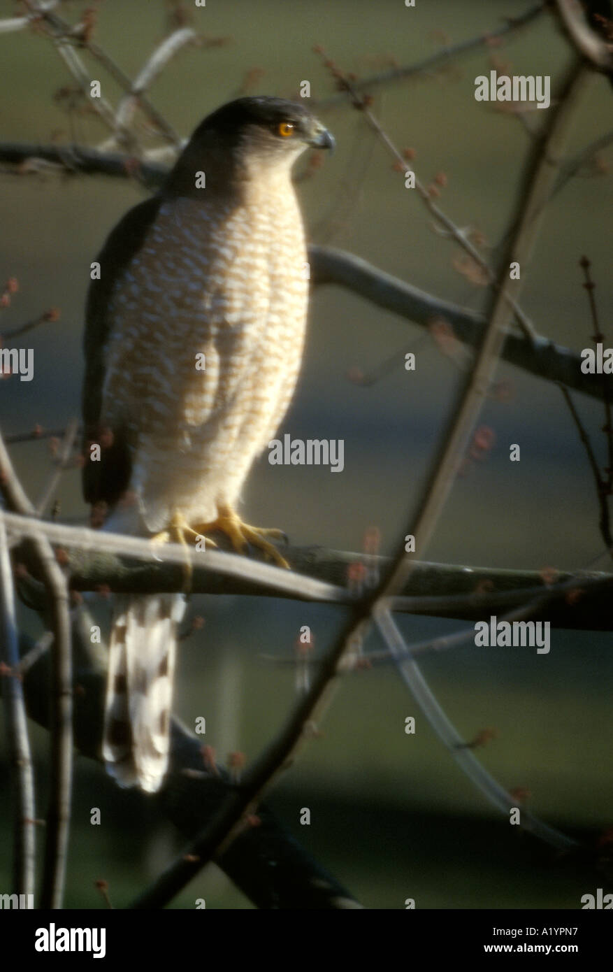 Skilled raptor hi-res stock photography and images - Alamy