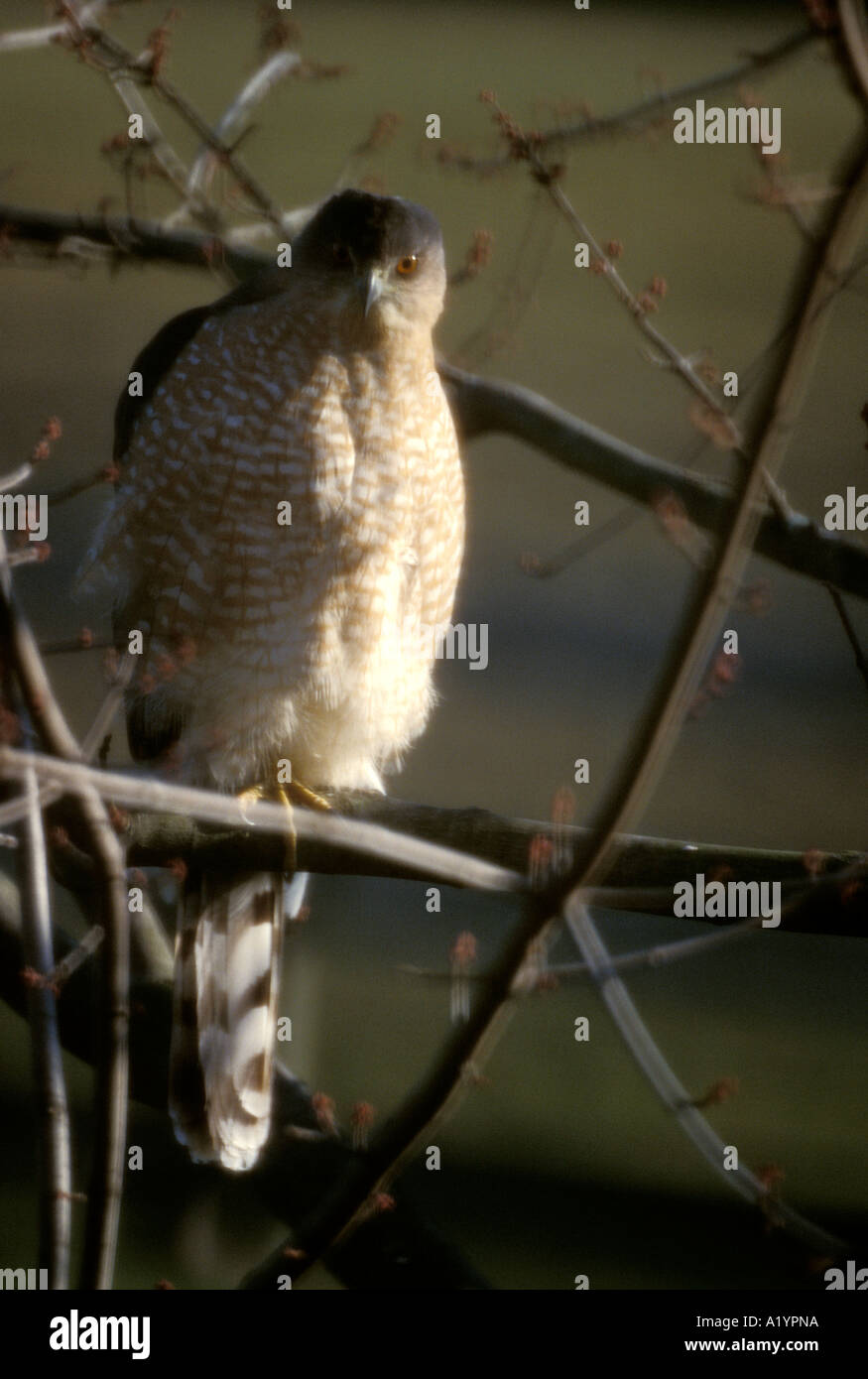 red tail tailed hawk raptor bird Stock Photo - Alamy