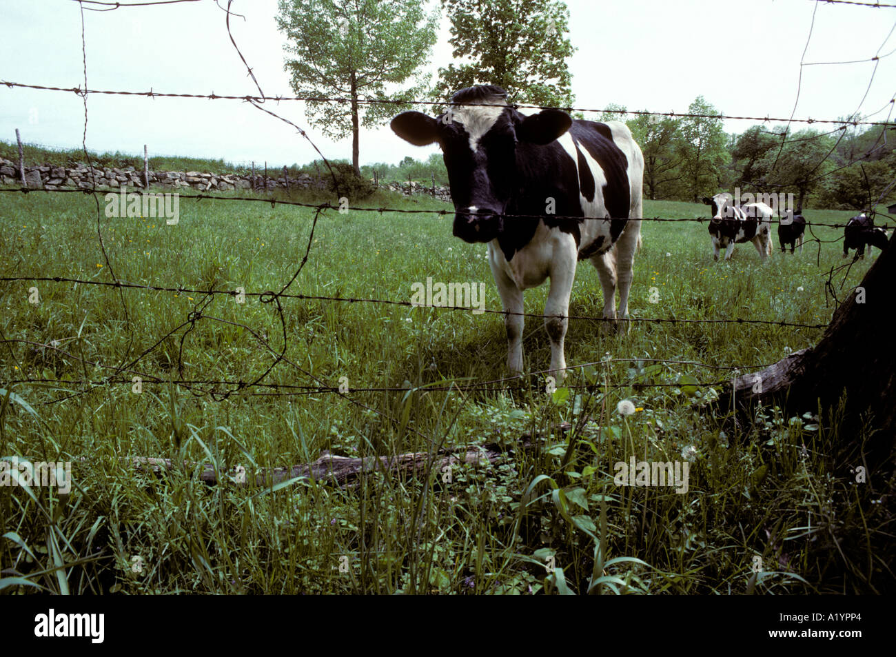 Hog wire fence hi-res stock photography and images - Alamy