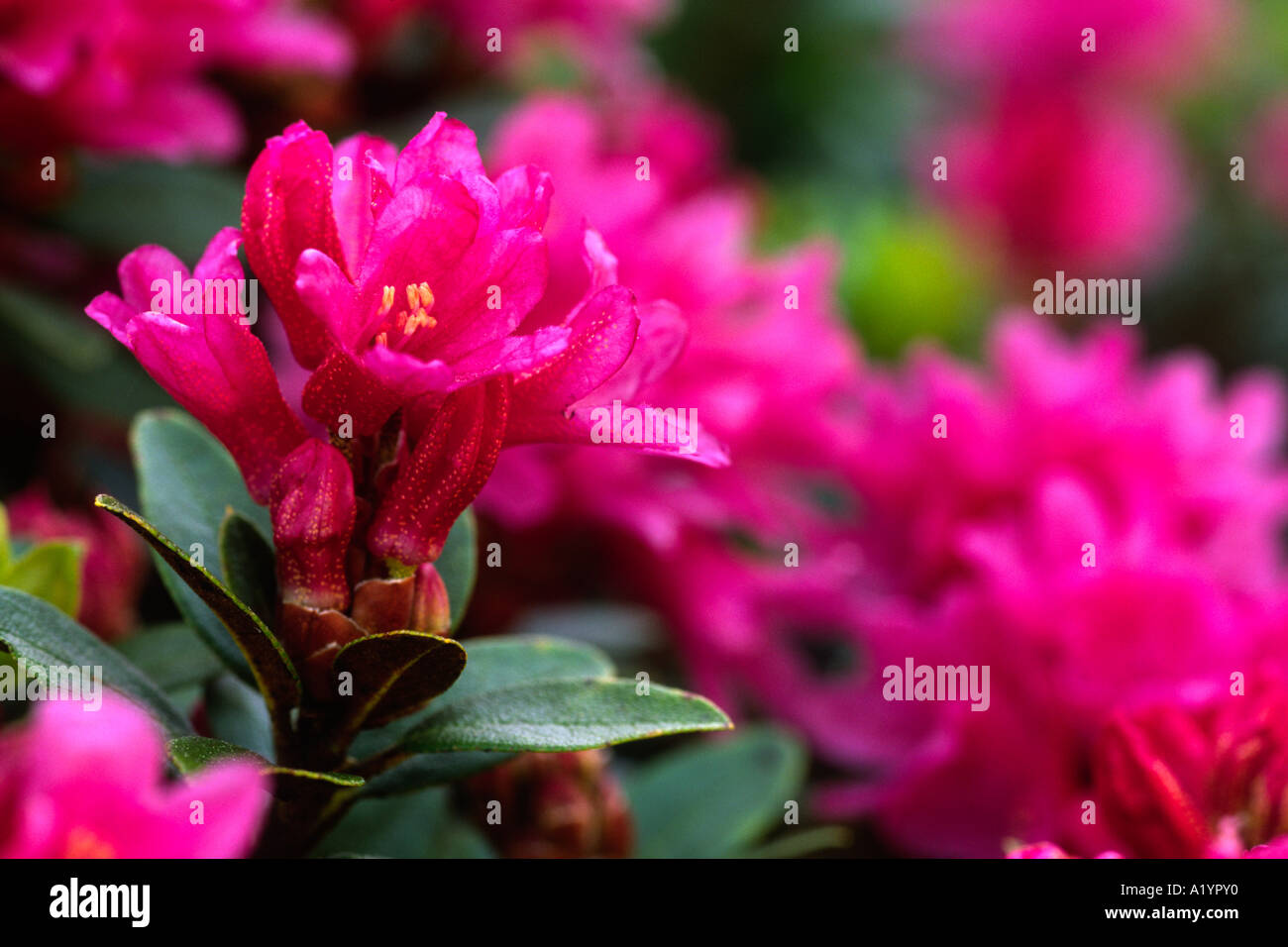 Flowers of Alpenrose (Rhododendron ferrugineum). Ariege Pyrenees ...