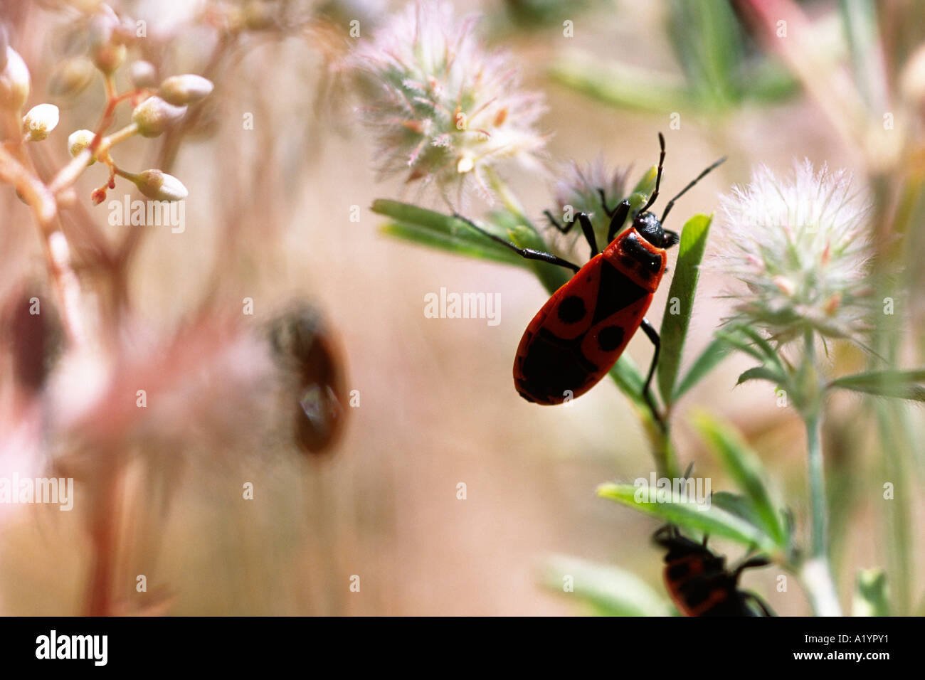 Fire bug (Pyrrhocoris apterus). Ariege Pyrenees, France Stock Photo - Alamy