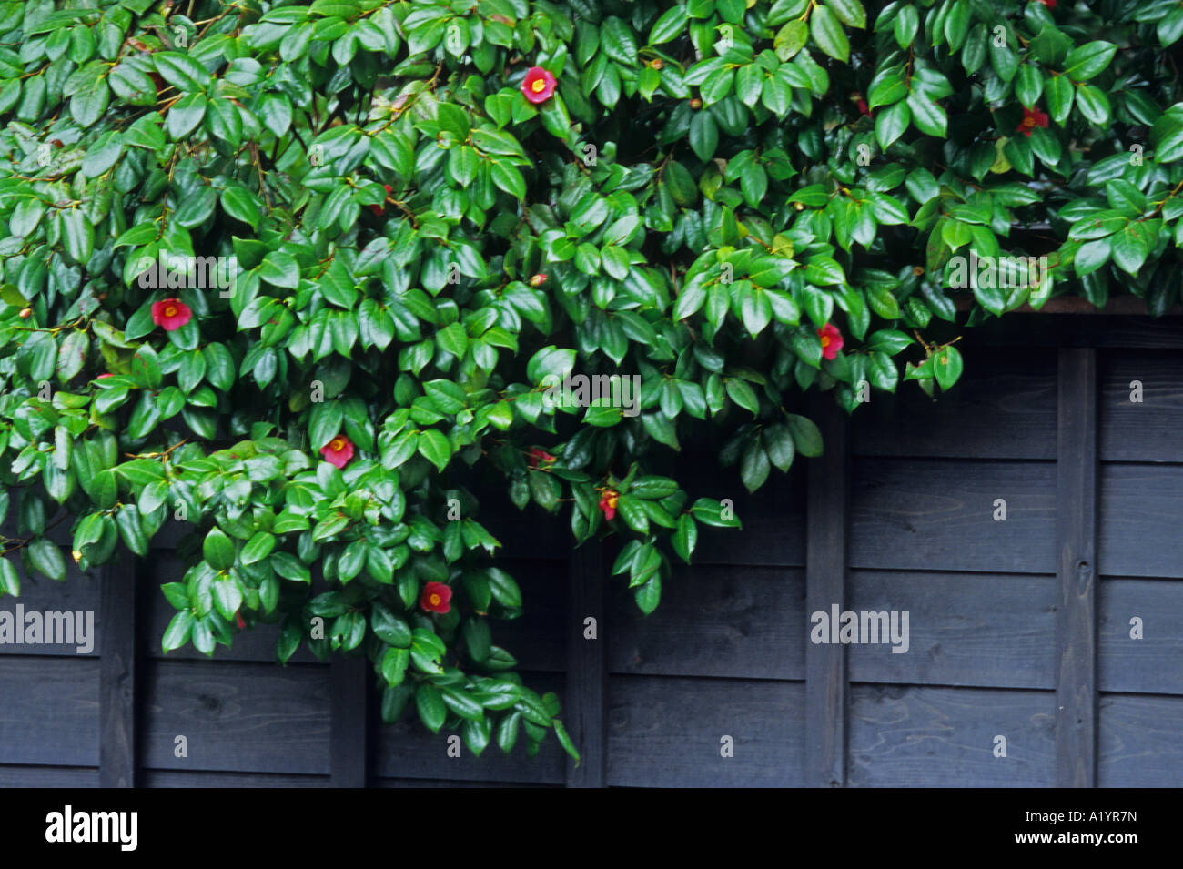 The camellia blossoms by the Samurai Buke-yashiki residences of the Edo ...