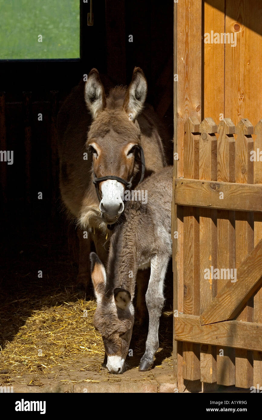 Esel mit Fohlen im Stall DeutschlandDonkey with foal in stable Bavaria ...