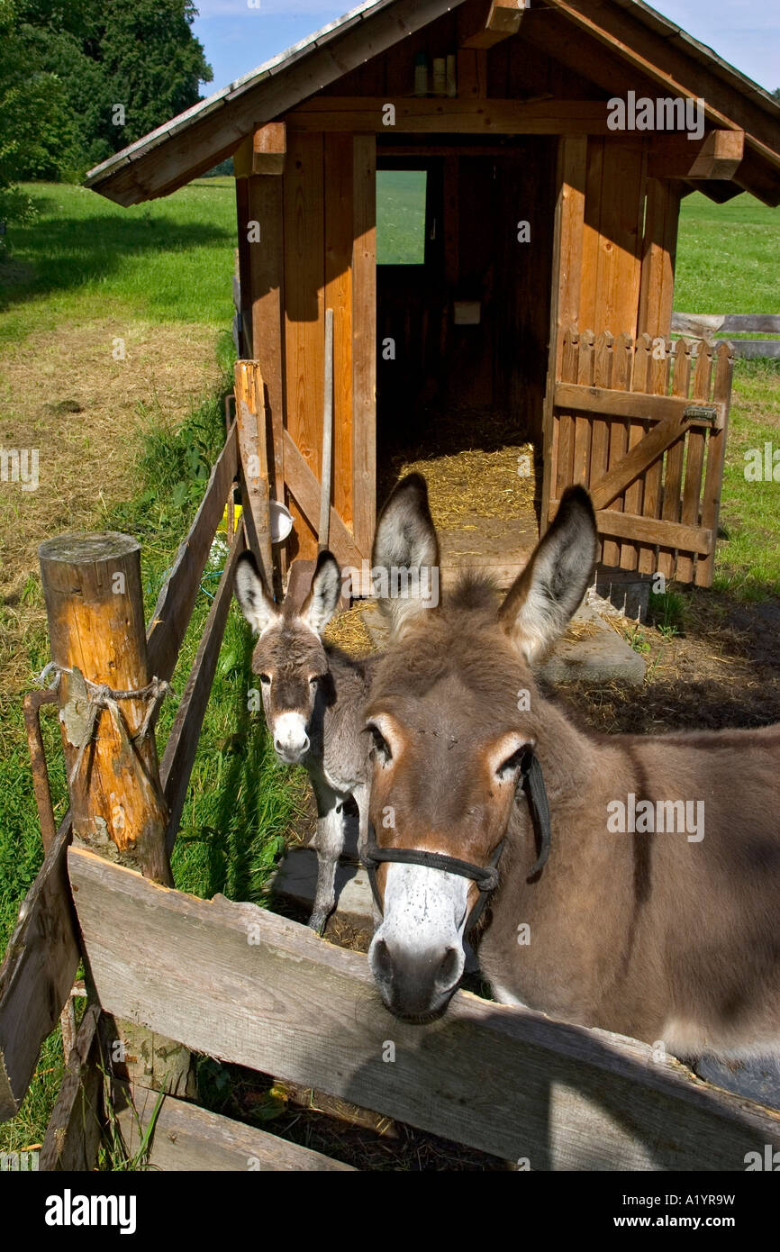 Esel mit Fohlen Stall DeutschlandDonkey with foal stable Bavaria ...