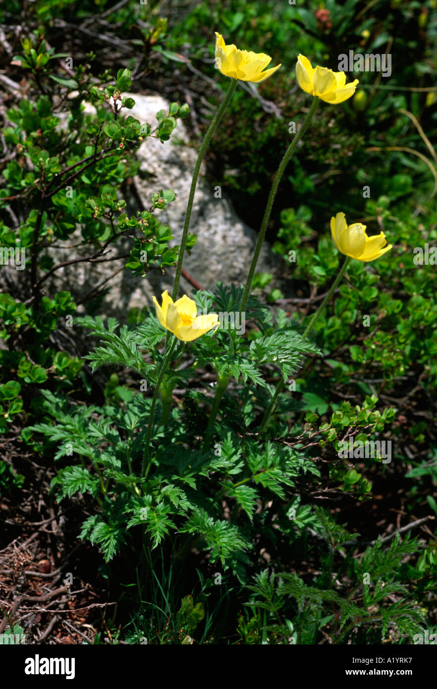 Alpine Pasque Flower (Pulsatlla alpina) flowering above the Col de ...