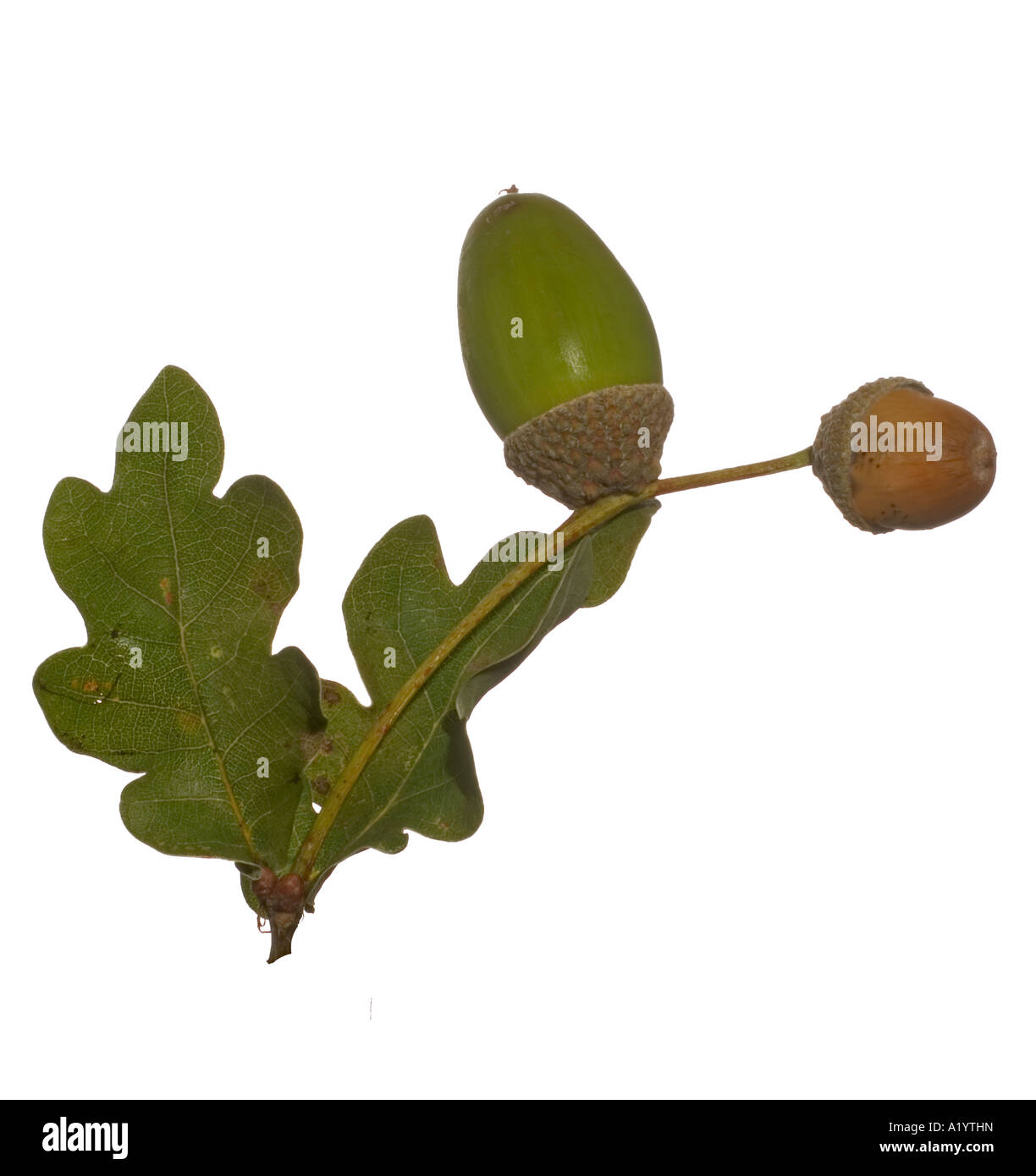 English oak fruit acorn Cut Out Stock Images & Pictures - Alamy
