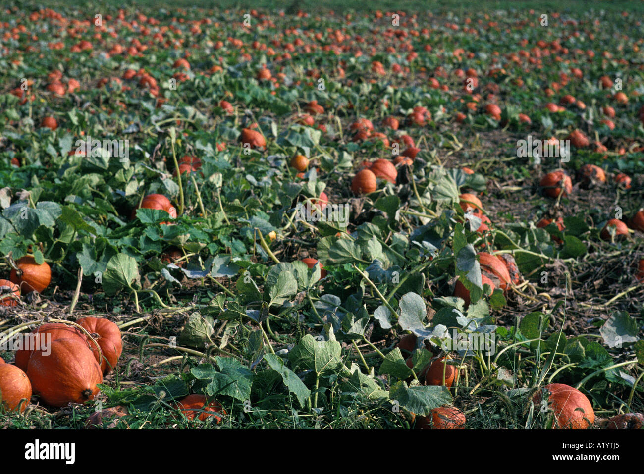 field of pumpkins Stock Photo - Alamy
