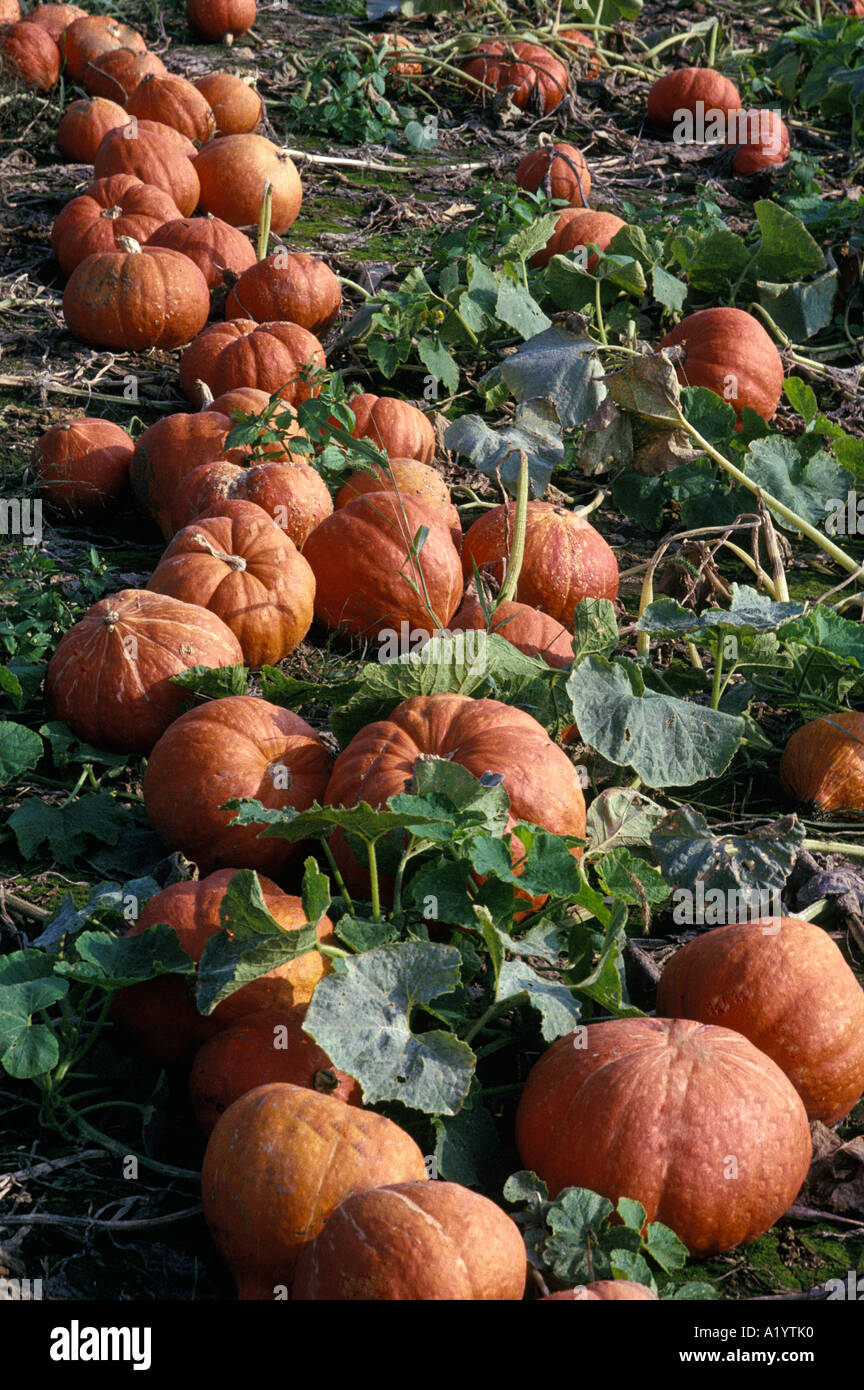 field of pumpkins Stock Photo - Alamy