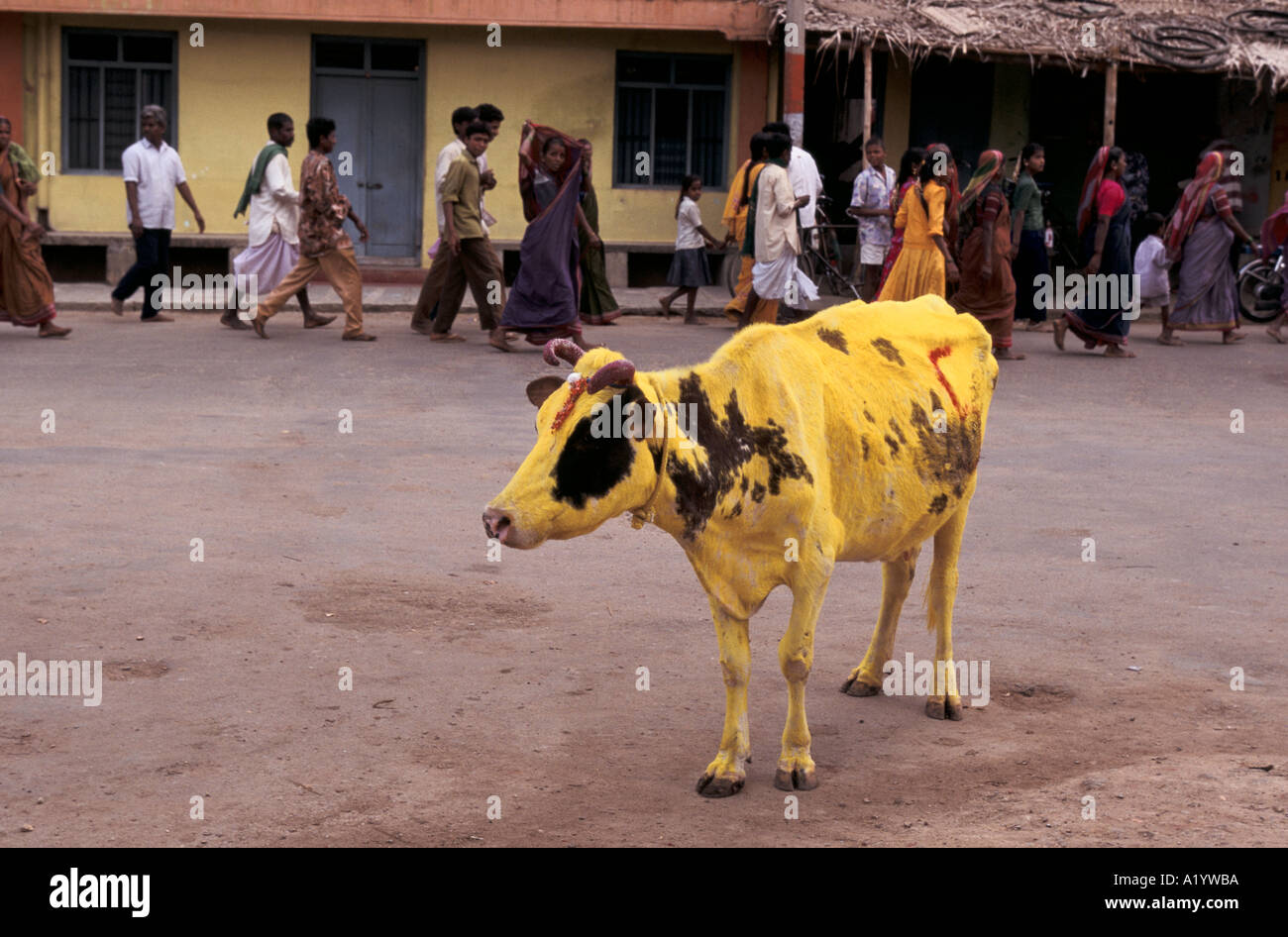Decorated cow festival india hi-res stock photography and images - Alamy