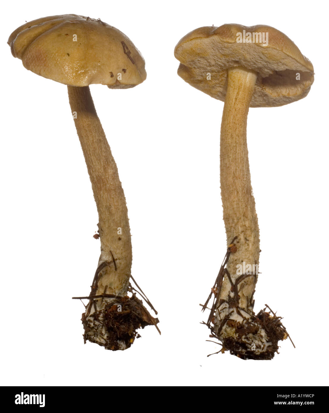 Ghost Bolete Liccinum holopus cutout. Cap underside pores Surrey ...